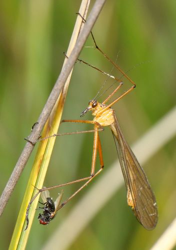 Photo 58101553, (c) Alan Manson, some rights reserved (CC BY), uploaded ...