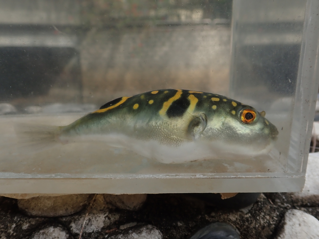 Ocellated Puffer in December 2019 by H.T.Cheng. Individual with pattern ...