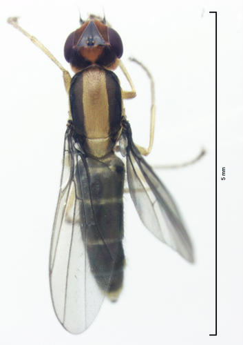 Chlorops occipitalis · iNaturalist