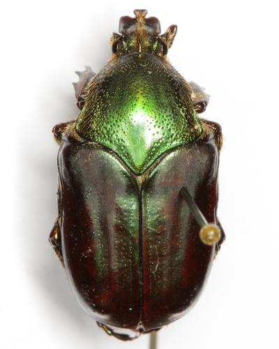 Cotinis boylei · NaturaLista Colombia