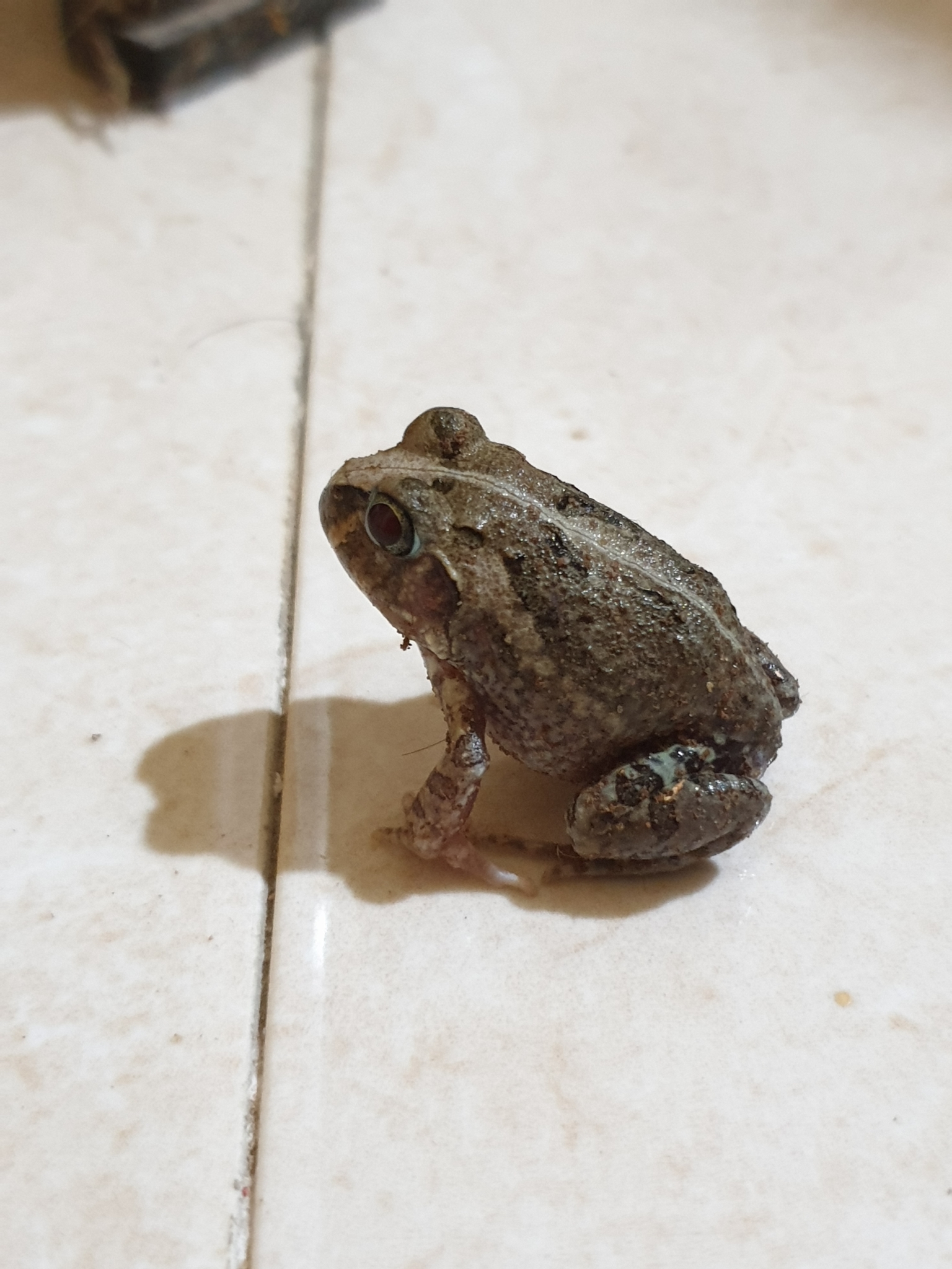 Sphaerotheca breviceps (Schneider, 1799)