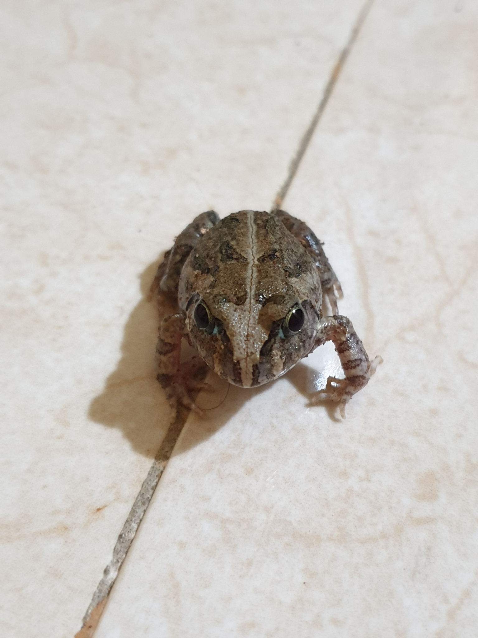 Sphaerotheca breviceps (Schneider, 1799)