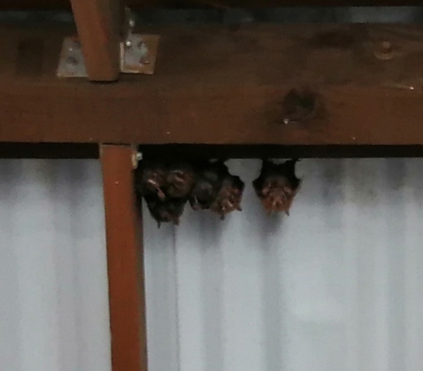Great Fruit-eating Bat from San Antonio, 93, 77517 Cancún, Q.R., México ...