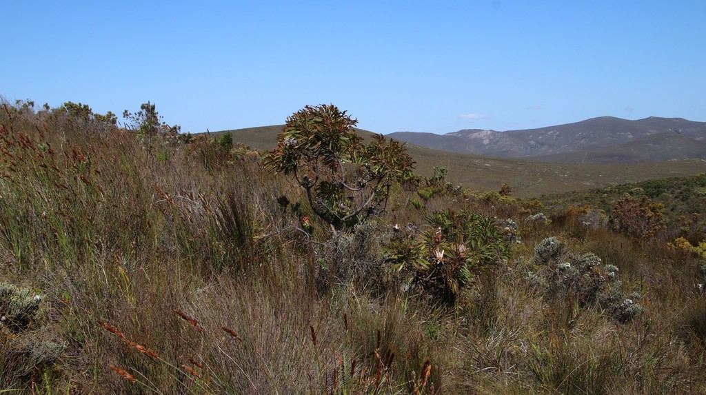 Long-leaf Sugarbush from Cycle track n River e Fynbos lodge, Grootbos ...