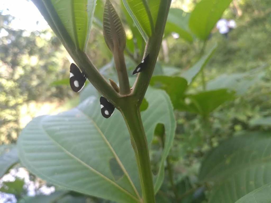Membracis tectigera from Cartagena Del Chairá, Caquetá, Colombia on ...