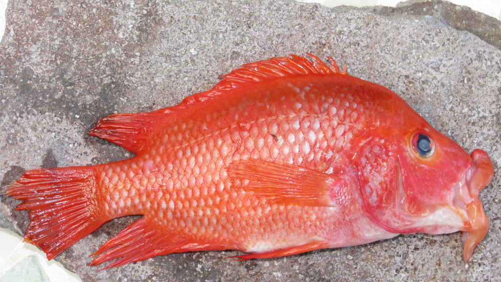 Amphilophus Labiatus