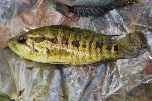 Guapote tigre nicaragüense ( Especies Introducidas e Invasoras de ...