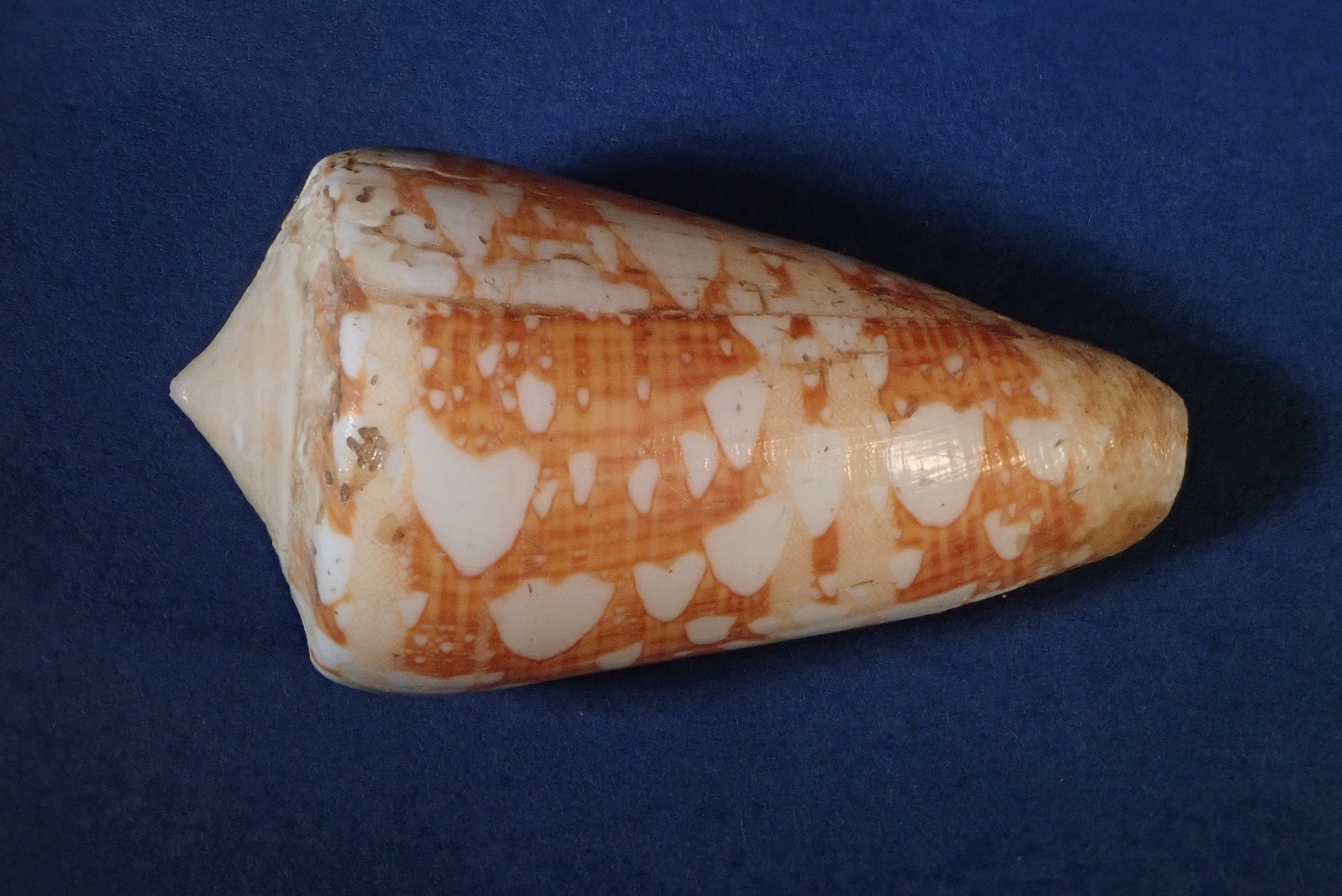 Conus ammiralis Linnaeus, 1758
