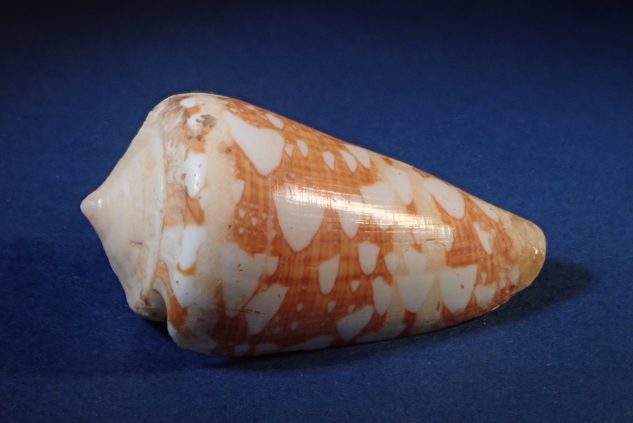 Conus ammiralis Linnaeus, 1758