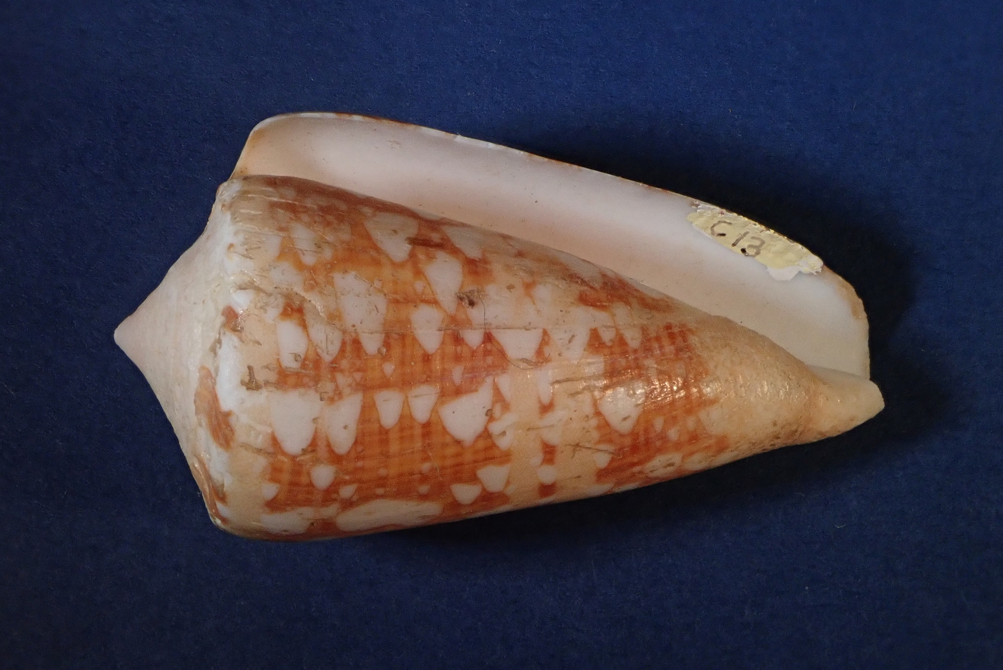 Conus ammiralis Linnaeus, 1758