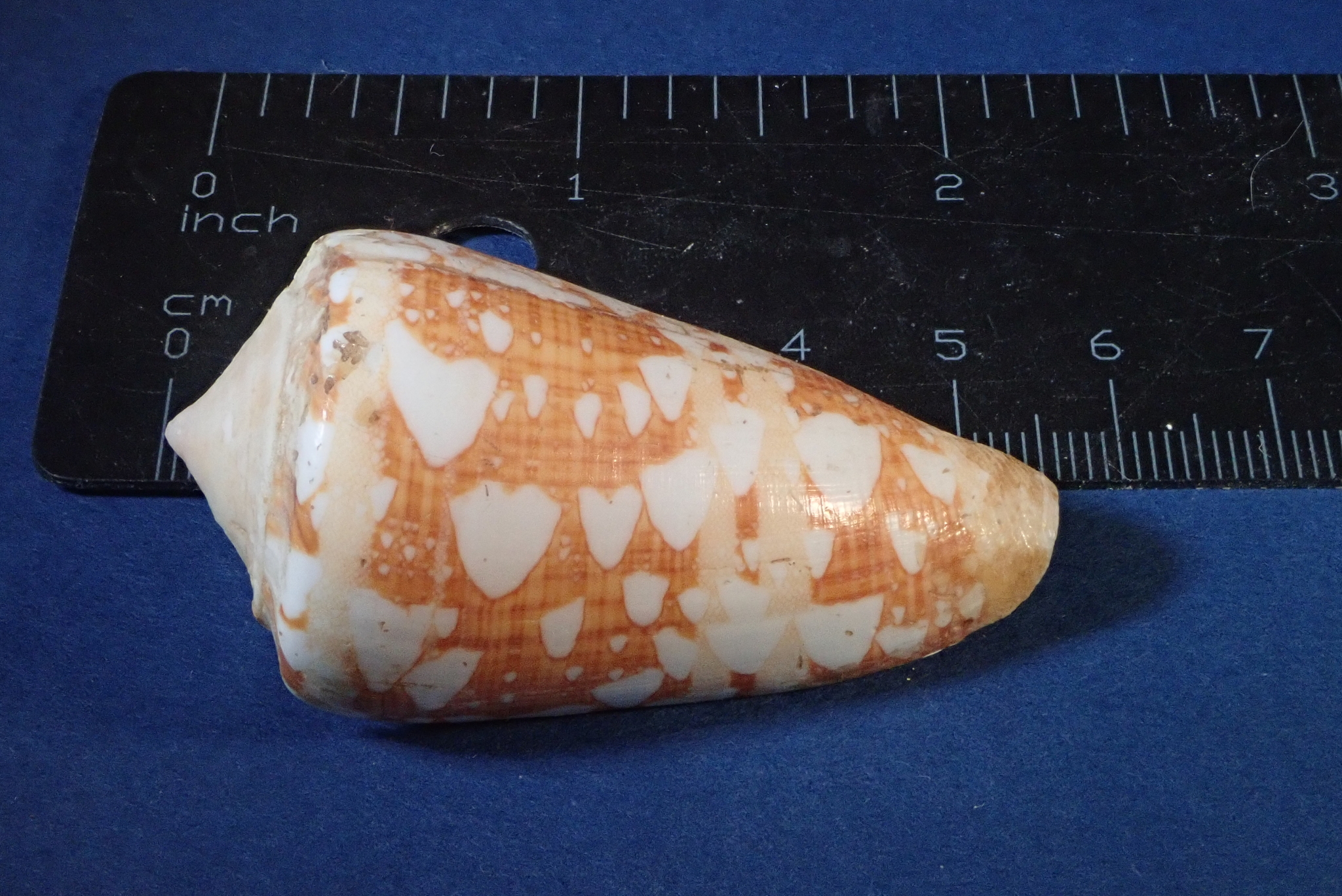 Conus ammiralis Linnaeus, 1758