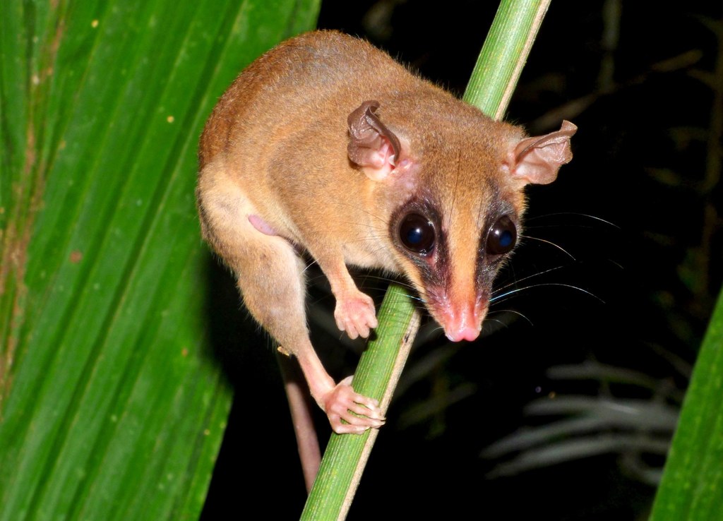 Mouse Opossums (Marmosa) - Know Your Mammals