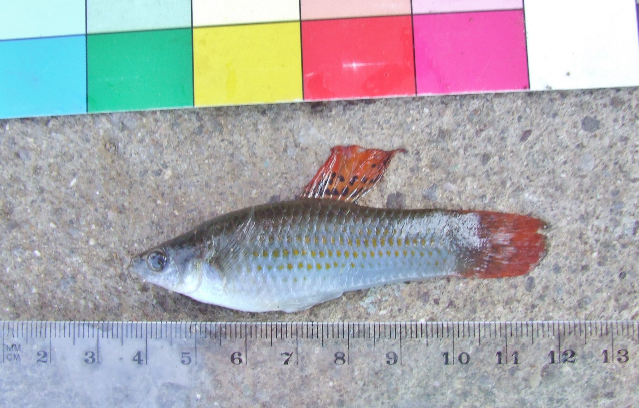 Poecilia gillii (Kner, 1863)