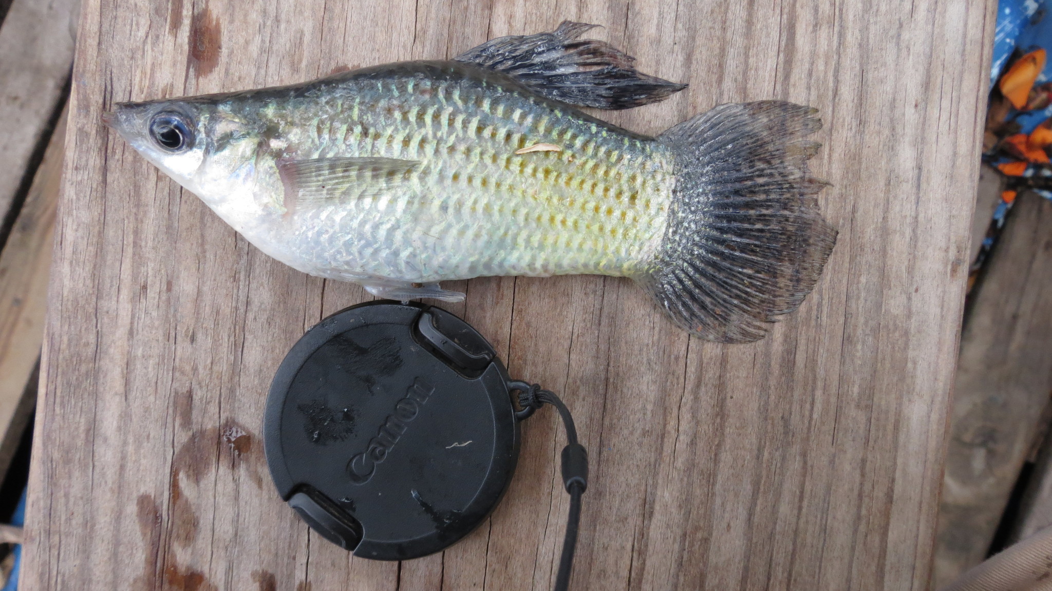 Poecilia gillii (Kner, 1863)