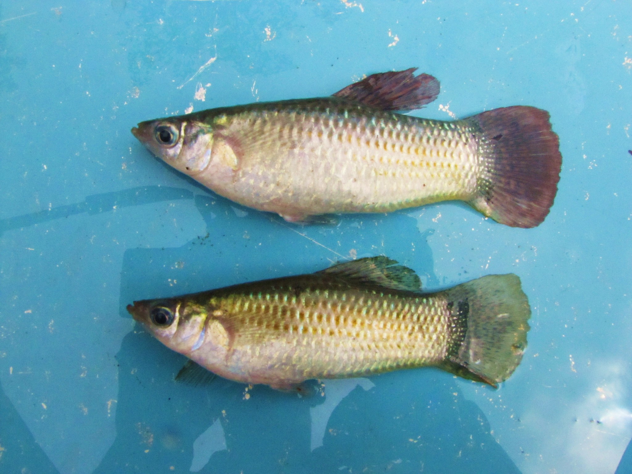 Poecilia gillii (Kner, 1863)