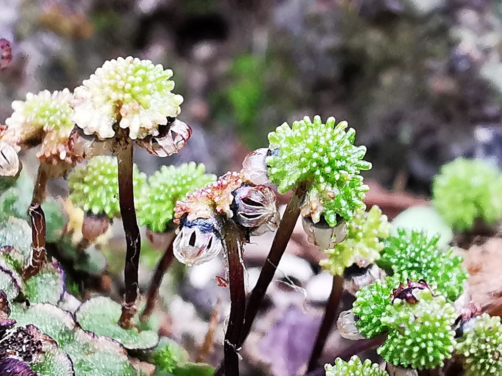 Asterella echinella from Guadalupe, N.L., México on December 17, 2019 ...