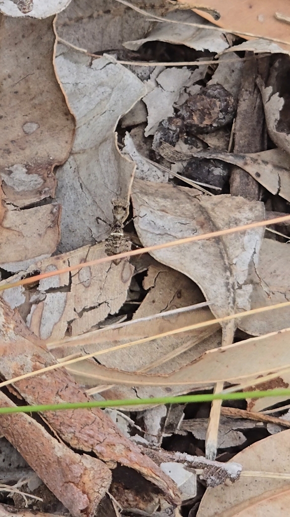 Southern Boxer Bark Mantis from Altona Meadows VIC 3028, Australia on ...
