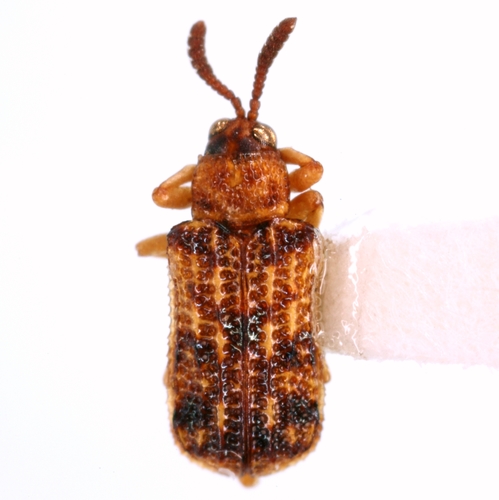 Baliosus randia · iNaturalist