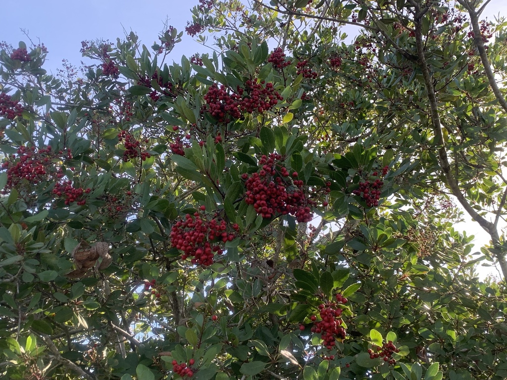 Toyon from Torrey Pines State Natural Reserve, San Diego, CA, US on ...