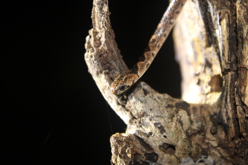 Pygmy Snail Sucker (Geophis sanniolus) - Snakes and Lizards