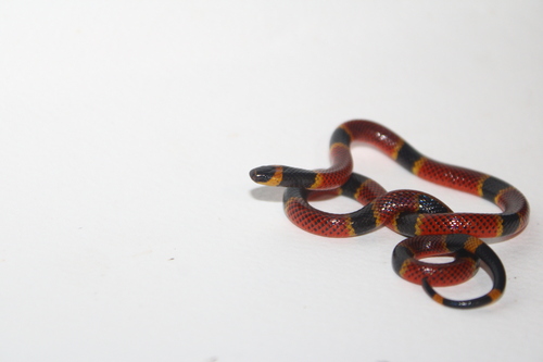 Variable Coralsnake (Micrurus diastema) - Snakes and Lizards