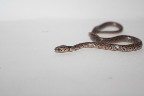 Pygmy Snail Sucker (Geophis sanniolus) - Snakes and Lizards
