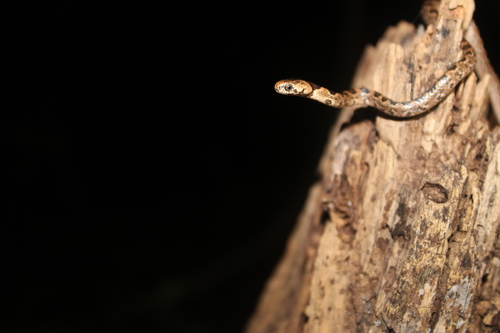 Pygmy Snail Sucker (Geophis sanniolus) - Snakes and Lizards