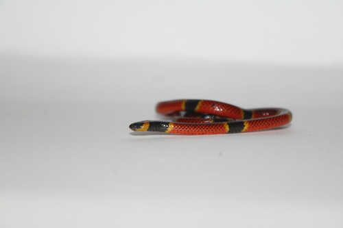 Variable Coralsnake (Micrurus diastema) - Snakes and Lizards