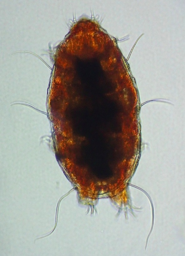 Echiniscidae