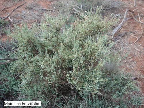Maireana brevifolia (City of Playford) · iNaturalist
