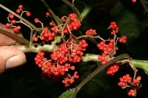 Chichicastillo (Urera simplex)