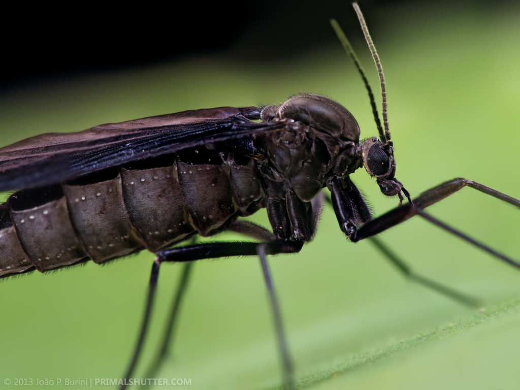 Fungus Gnats and Gall Midges (Soil invertebrates in Iowa) · iNaturalist