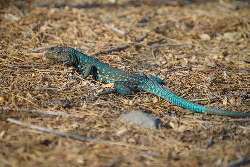 Aruban Whiptail Lizard