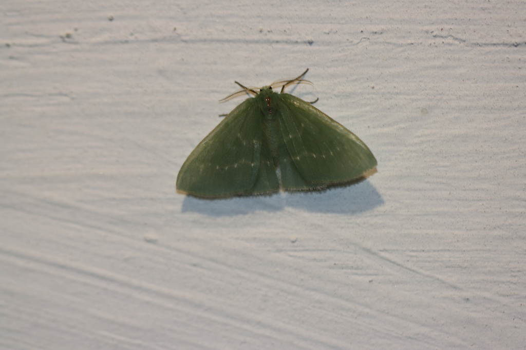 Emerald Moths in October 2025 by Ganesan Marimuthu · iNaturalist