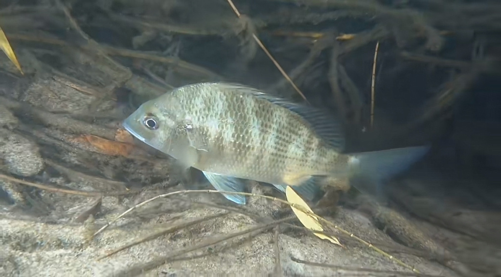 Yellowfin Bream (Acanthopagrus australis) - Marine Life Identification