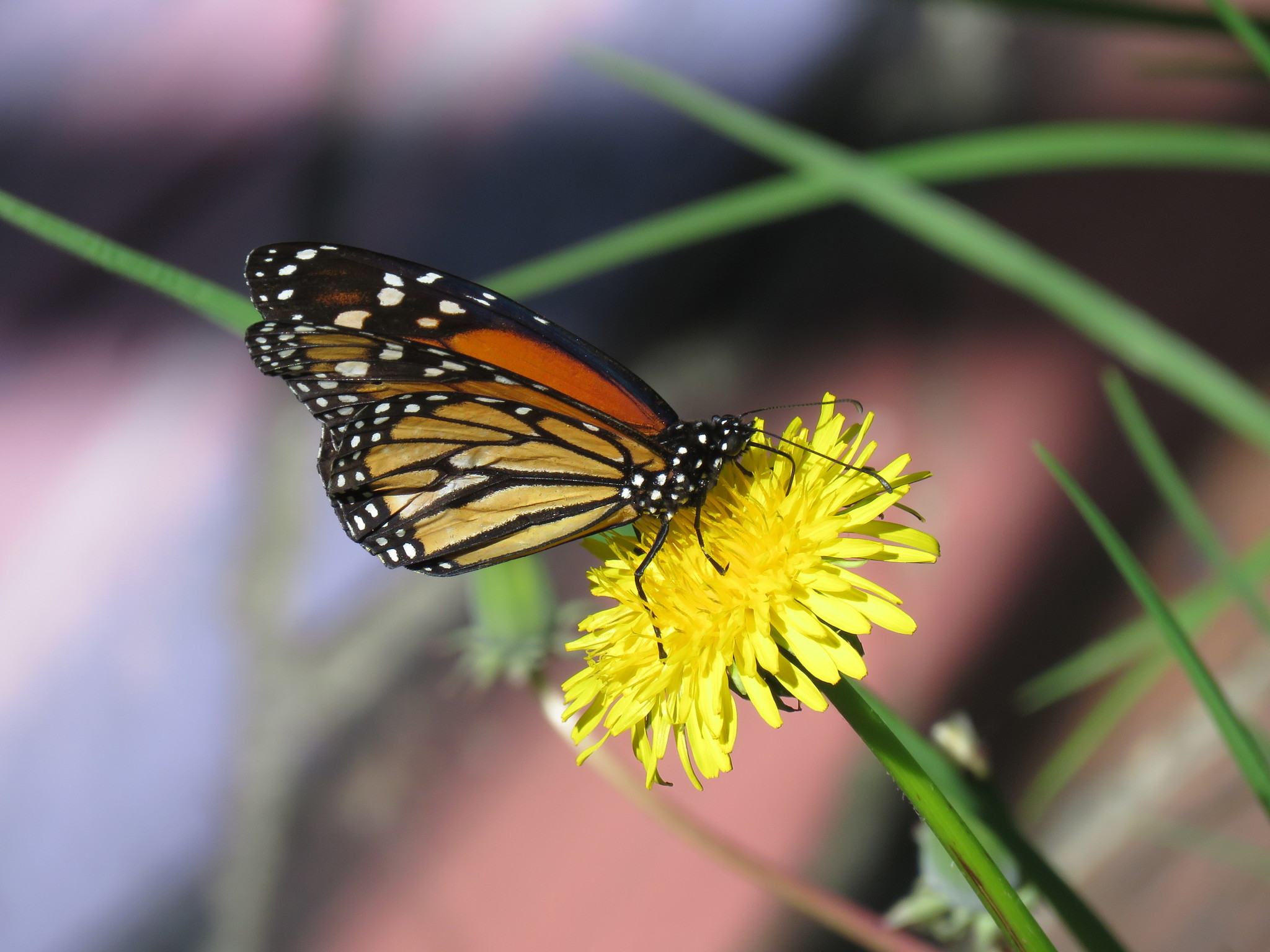 Danaus plexippus megalippe Hübner, 1826