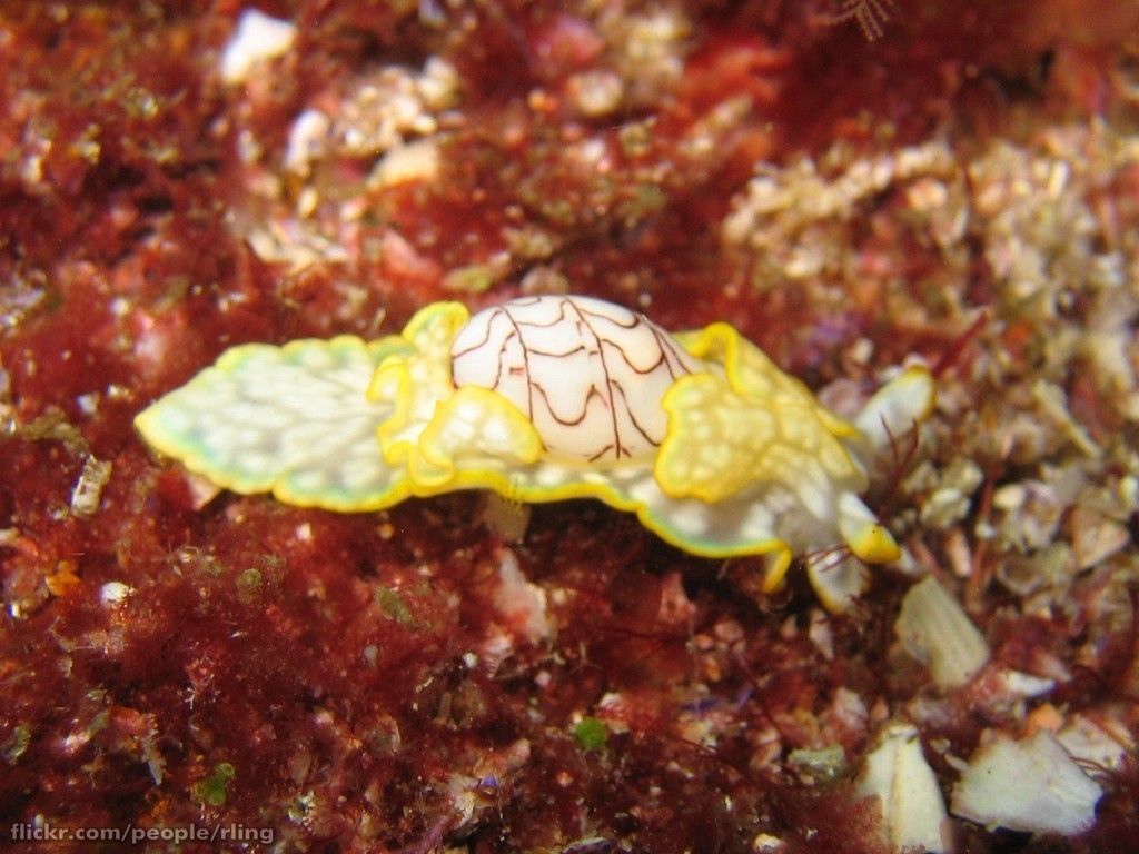 Micromelo guamensis (Southern African Sea Slugs - Nudibranchs (and ...