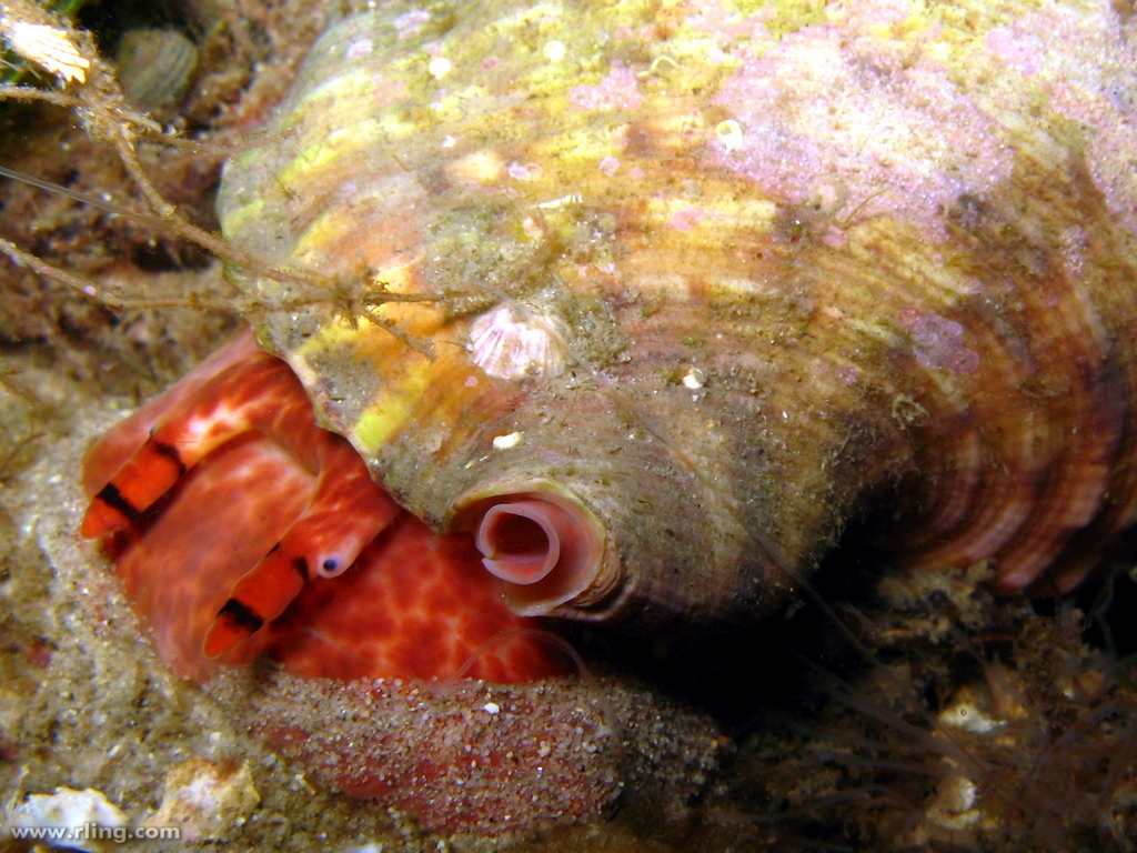 Red Trumpet Snail (Marine invertebrates of Randwick costal area: Coogee ...