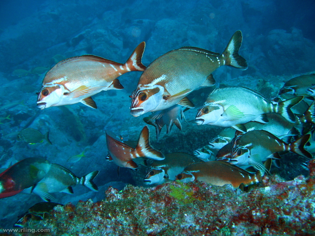 Trumpeters (Latridae) - Marine Life Identification