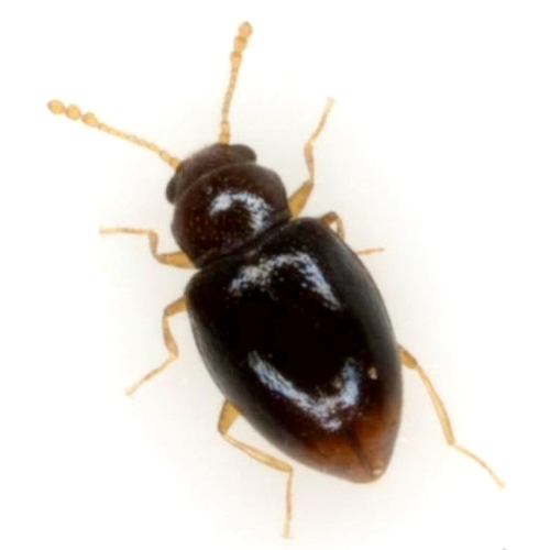 Toramus chamaeropis · iNaturalist
