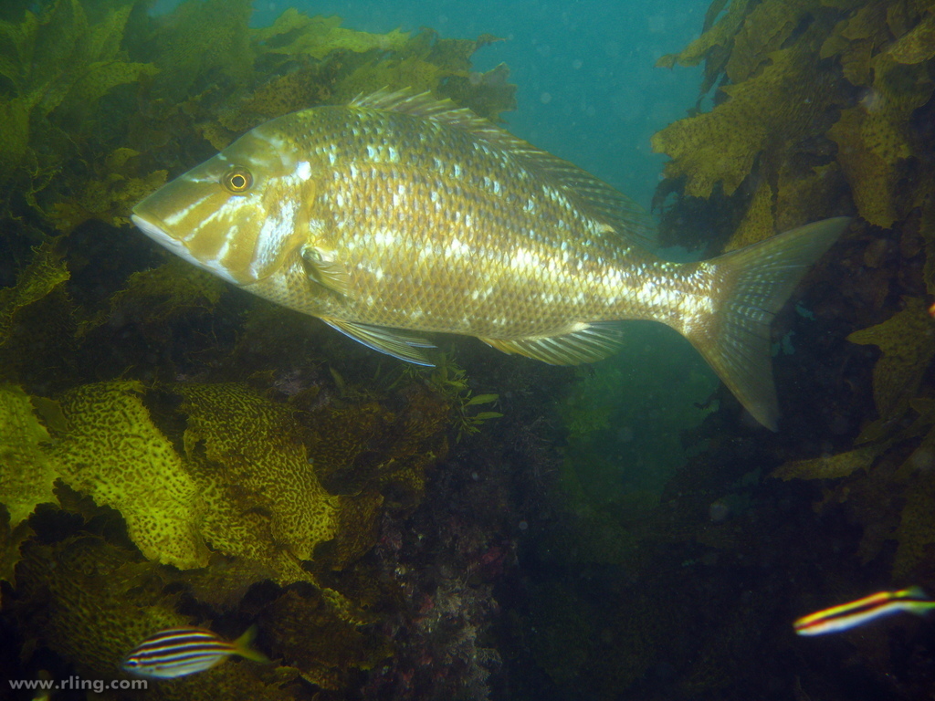 Spangled Emperor (Lethrinus nebulosus) - Marine Life Identification