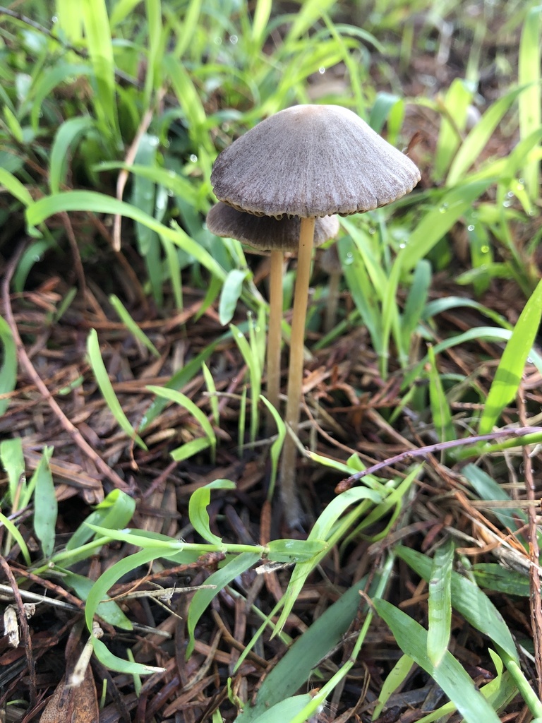 red edge brittlestem from Golden Gate Park, San Francisco, CA, US on ...