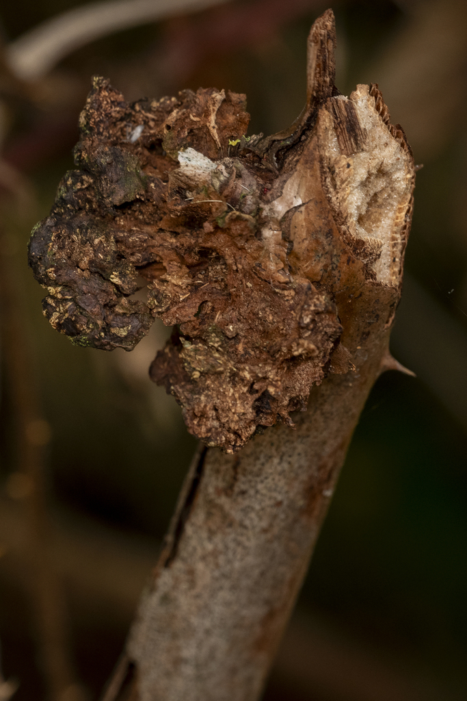 Agrobacterium rubi from Langley Twp, BC, Canada on October 15, 2025 at ...