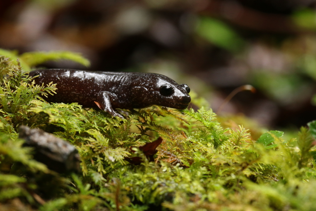 Taiwan Lesser Salamander in October 2017 by yulee · iNaturalist