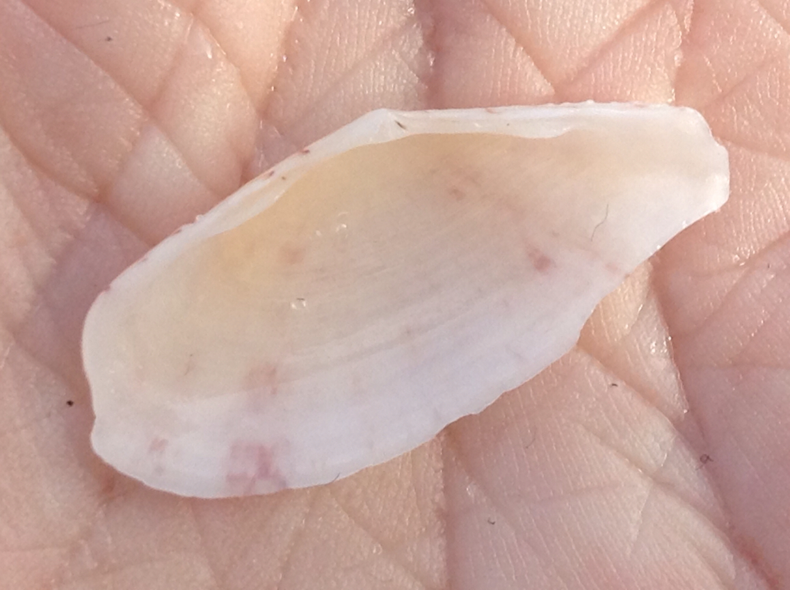 Tellinella listeri (Röding, 1798)