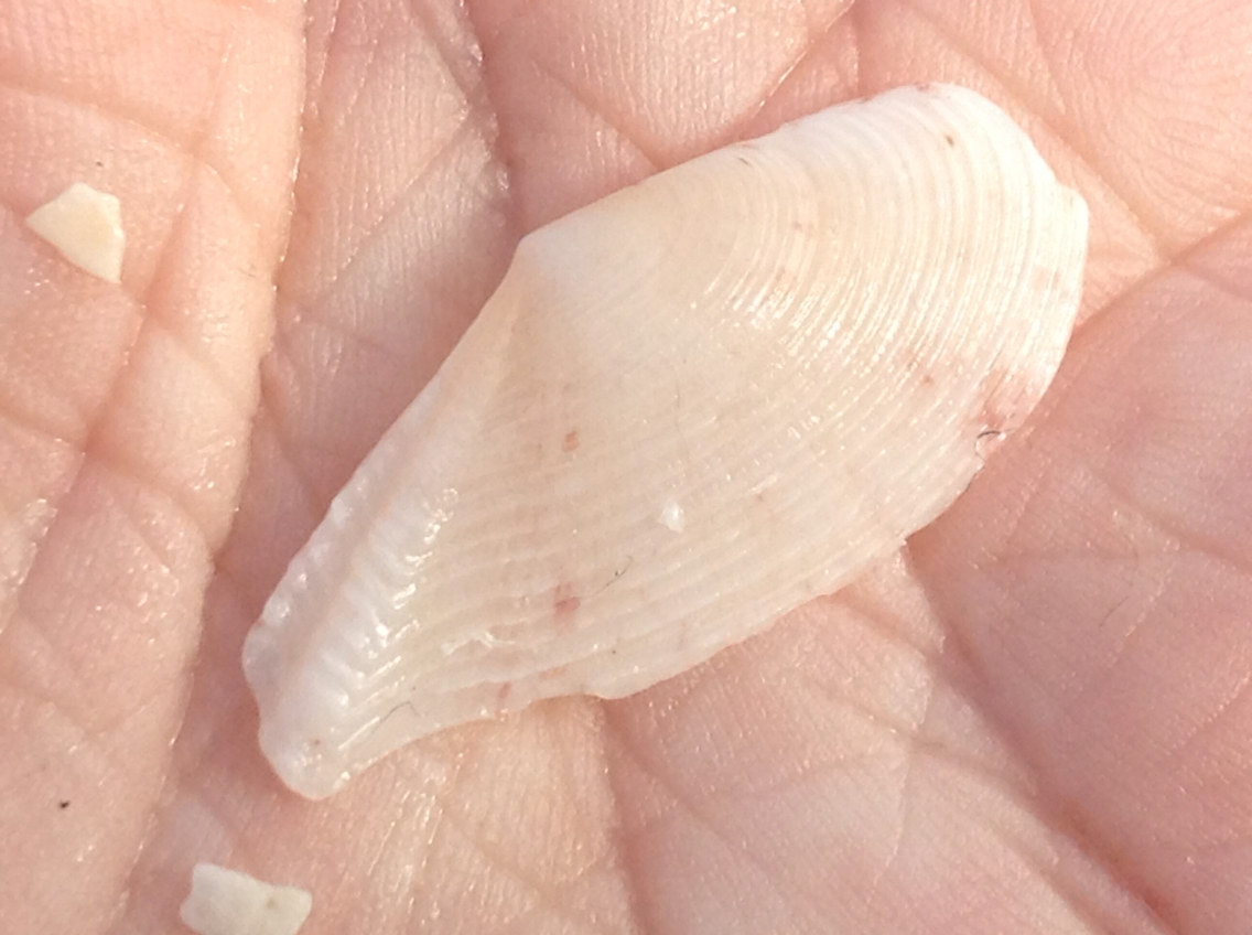 Tellinella listeri (Röding, 1798)