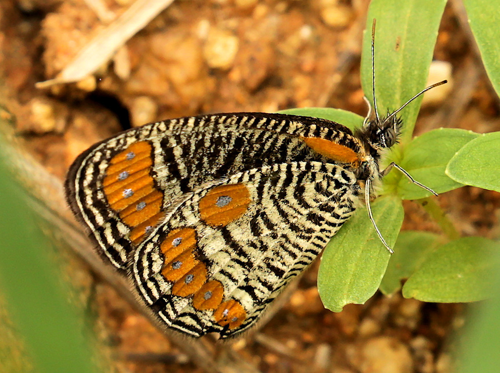 Dark Webbed Ringlet (Moths and Butterflies of the Mfolozi River ...