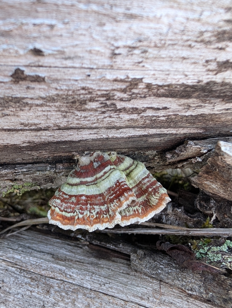 Stereum from Port Angeles, WA 98363, USA on October 17, 2025 at 09:51 ...