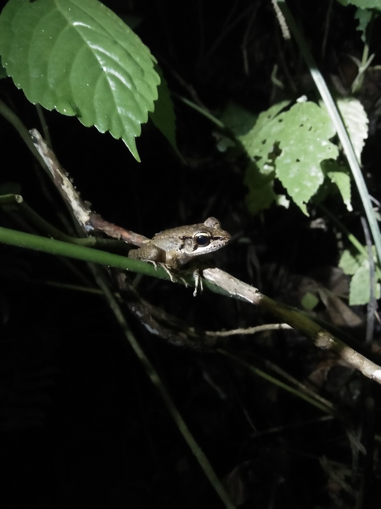 Javan Torrent Frog from Gede Pangrango National Park on November 22 ...