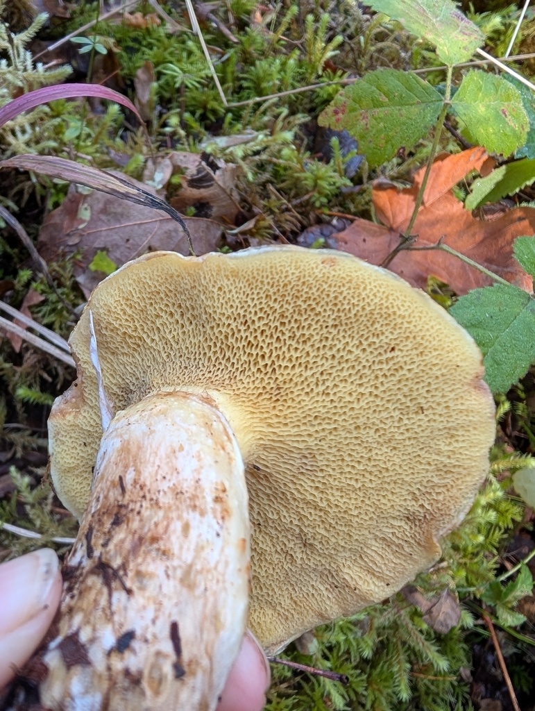 Fat Jack from Port Angeles, WA 98363, USA on October 17, 2025 at 10:28 ...
